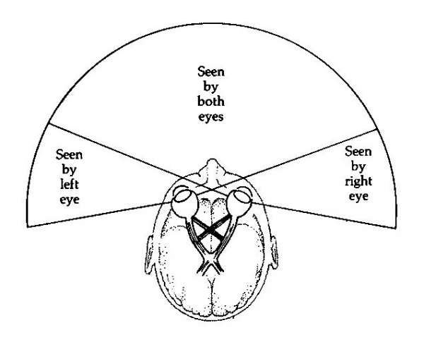 Binocular overlap - VR & AR Wiki - Virtual Reality & Augmented Reality Wiki